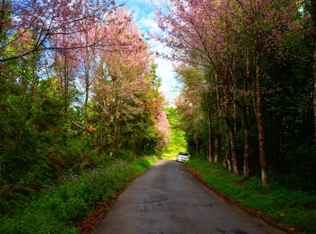Documentcherry: ‘Hanami’- Flower Viewing (In Japanese) | Longkum ...