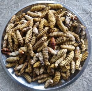 #RECIPE | Fried Silkworm Dish – A Naga Delicacy By Ayhunle Lorin From ...